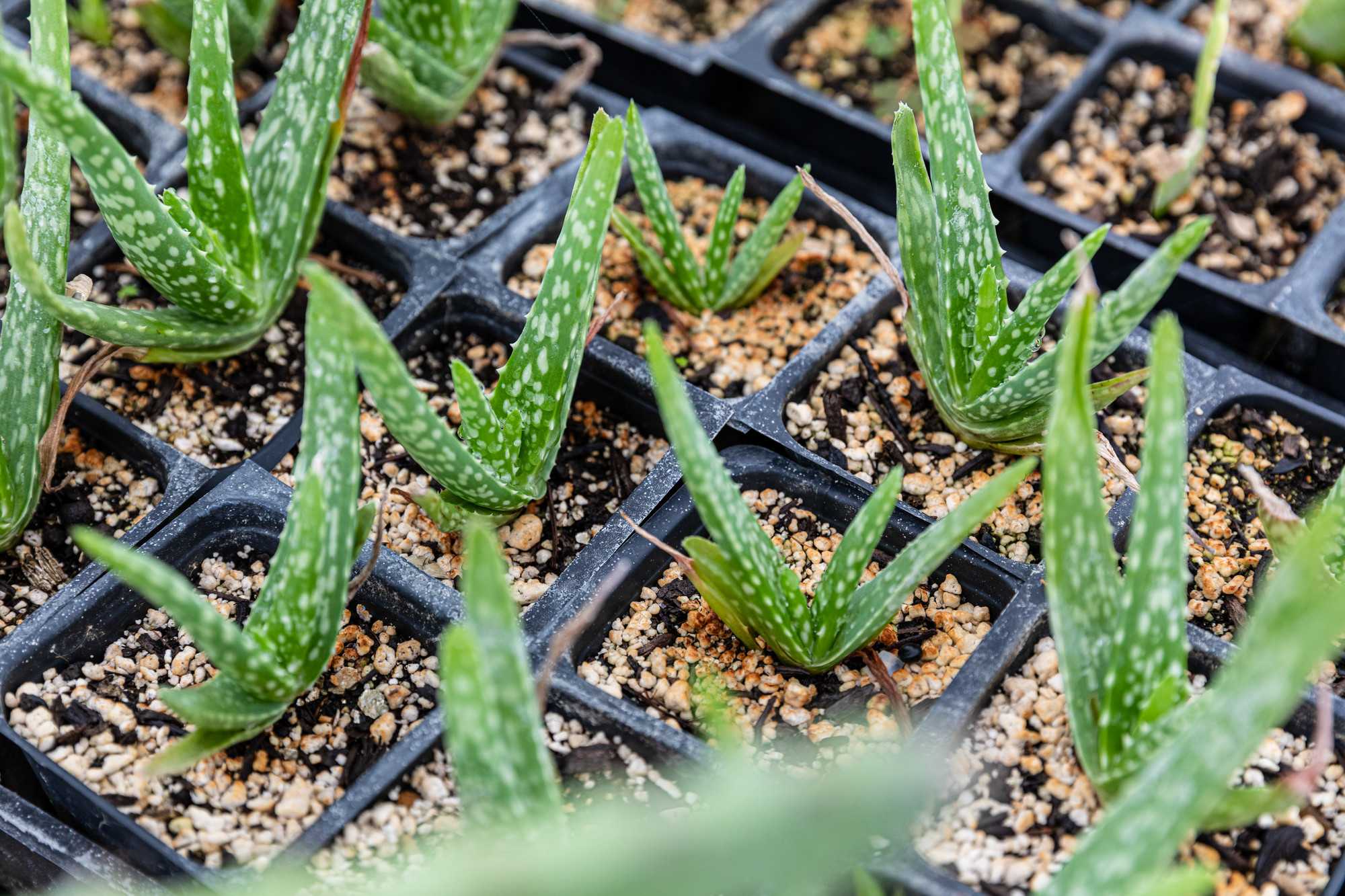 Agricultural Sciences | Academic and Career Programs | Austin Community ...