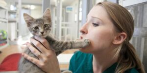 Veterinary Technology | Academic and Career Programs | Austin Community ...